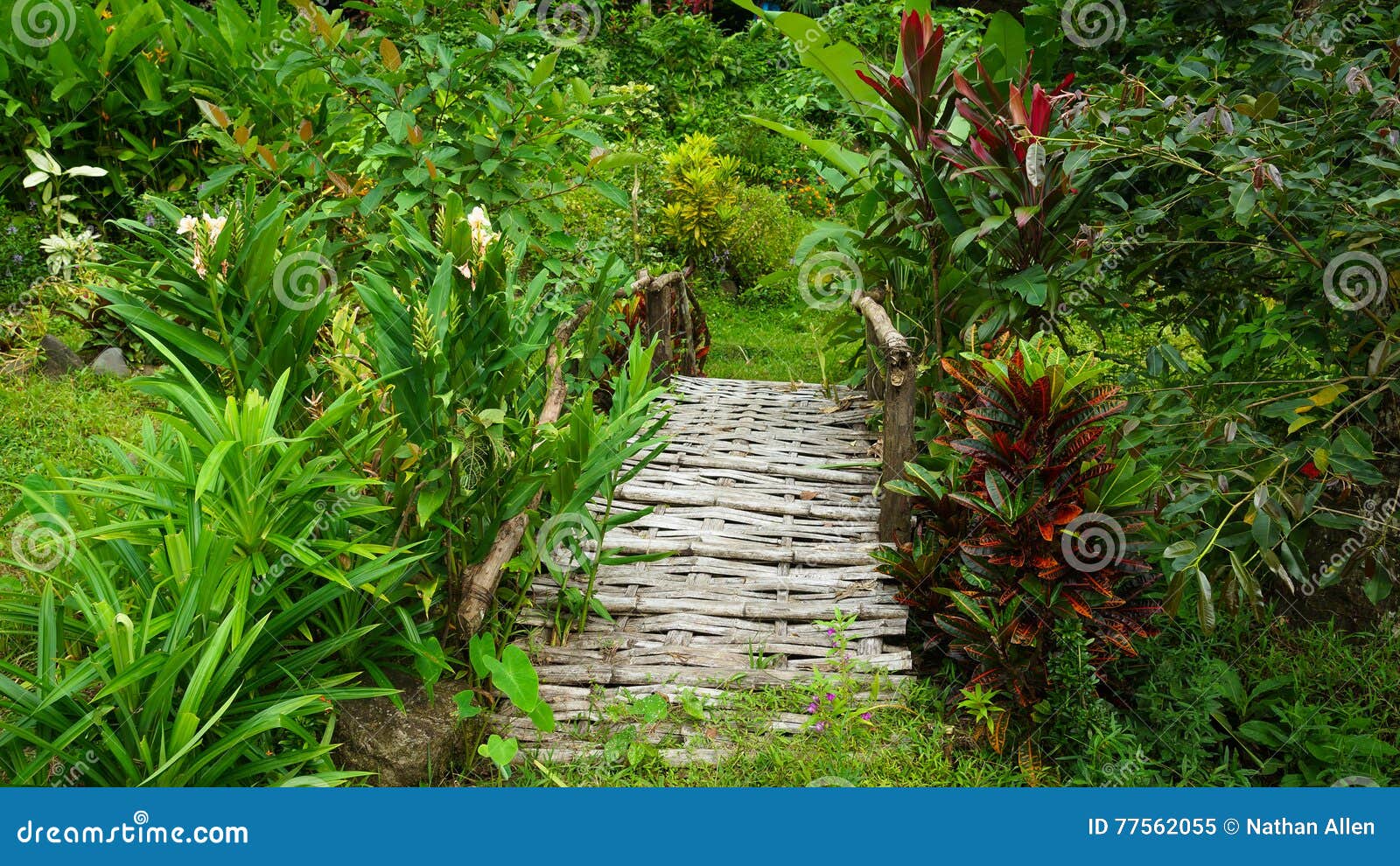 Native Bridge in Philippine Jungle Stock Image - Image of outdoor ...