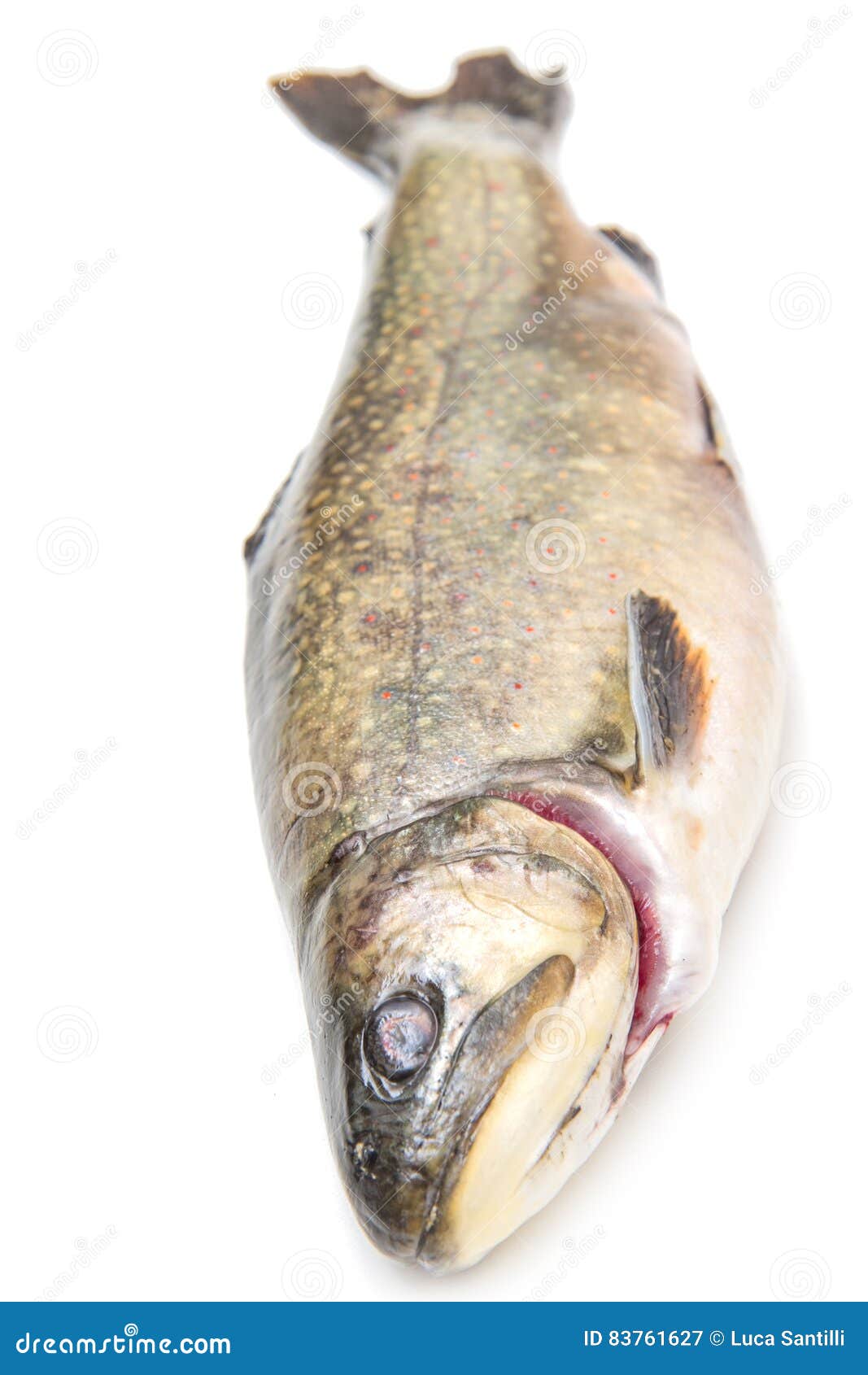 Native Brook Trout Isolated Over a White Background Stock Image - Image ...