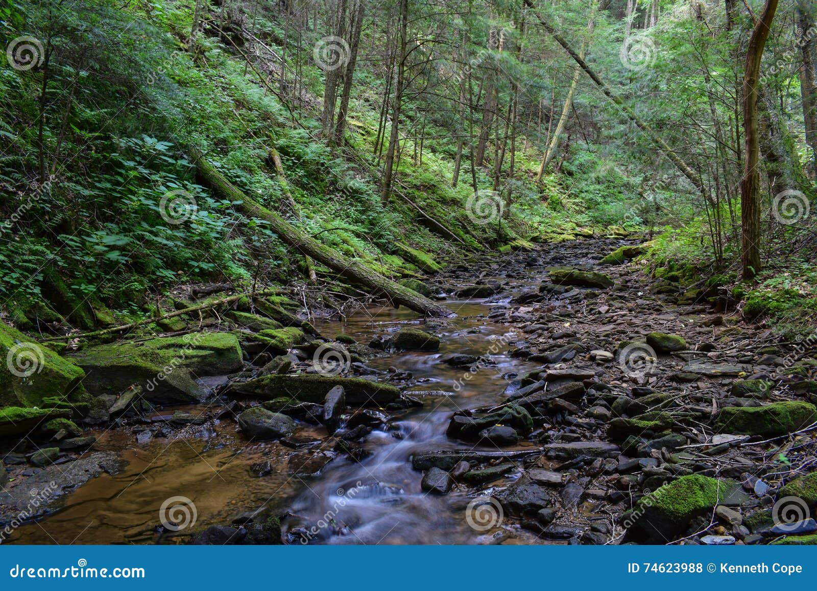 Native Brook Trout Stream. stock photo. Image of native - 74623988