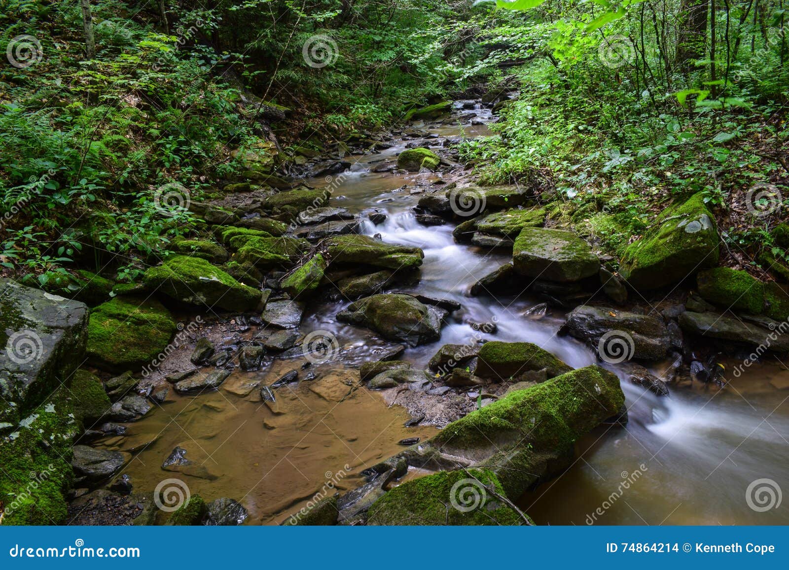 Native Brook Trout Stream. stock photo. Image of natural - 74864214