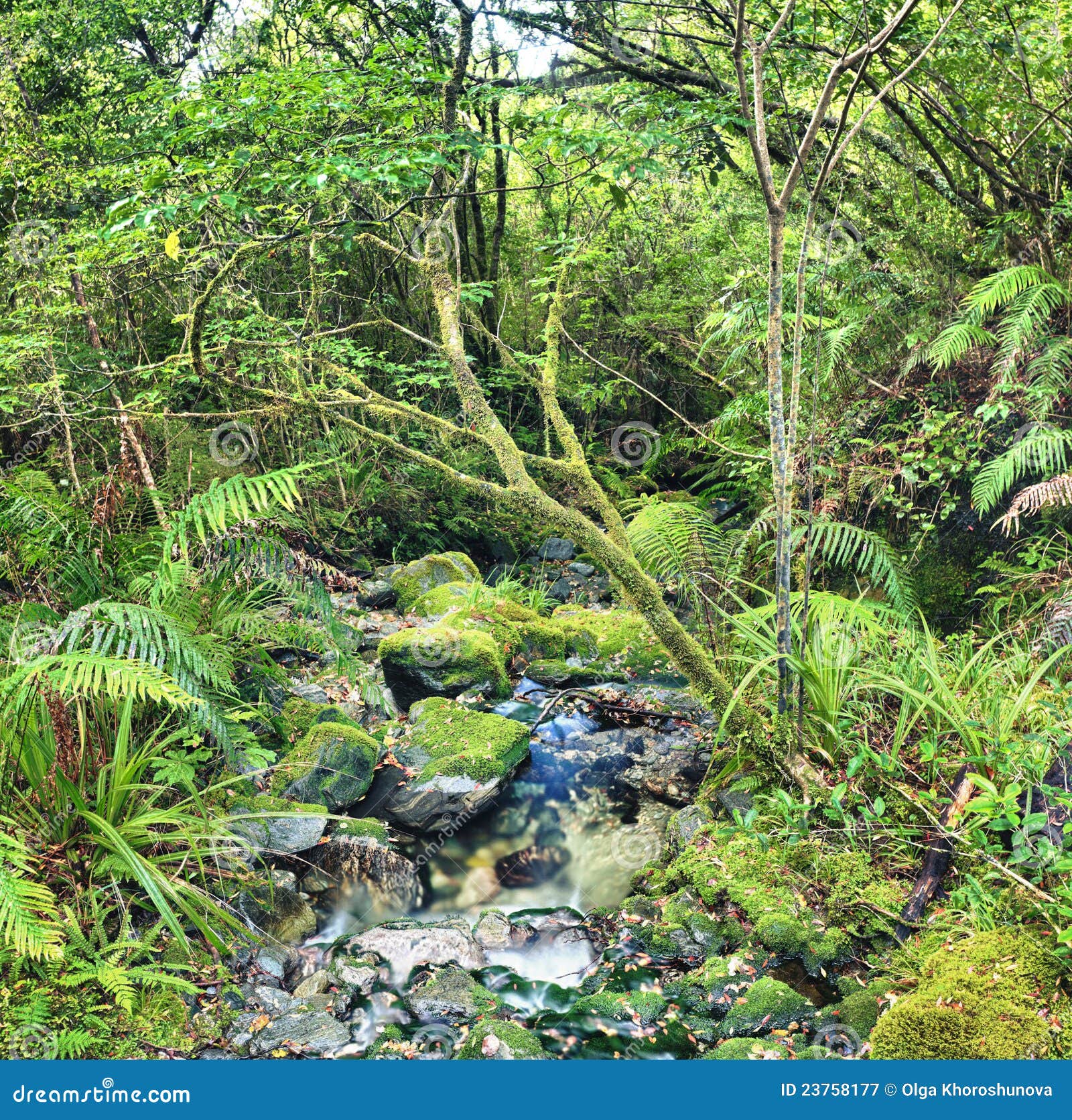 Native bush stock image. Image of forest, jungle, bushes - 23758177