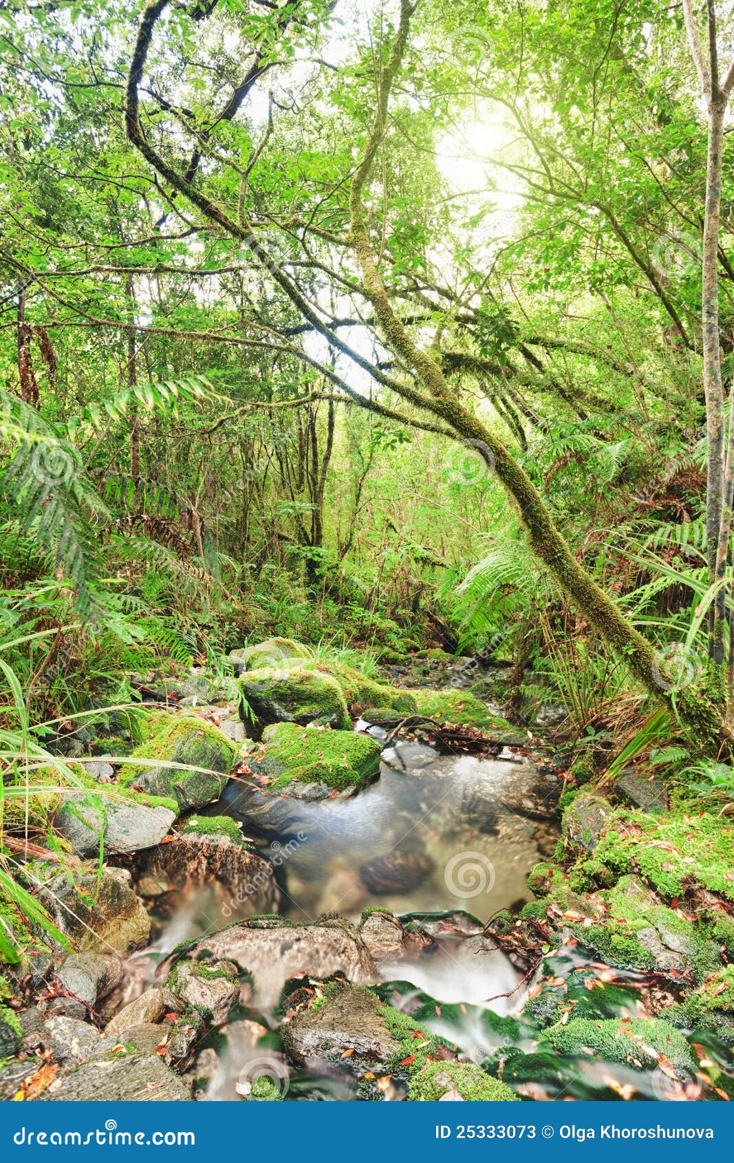 Native bush stock image. Image of bushes, forest, landscape - 25333073