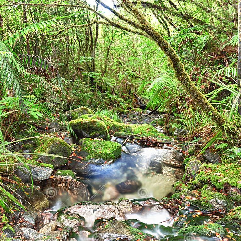 Native bush stock image. Image of natural, scene, forest - 25642287