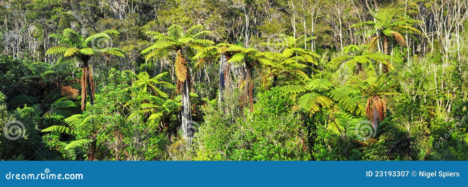 Native New Zealand Flax (Harakeke) In Flower At Takapuna Beach. People ...