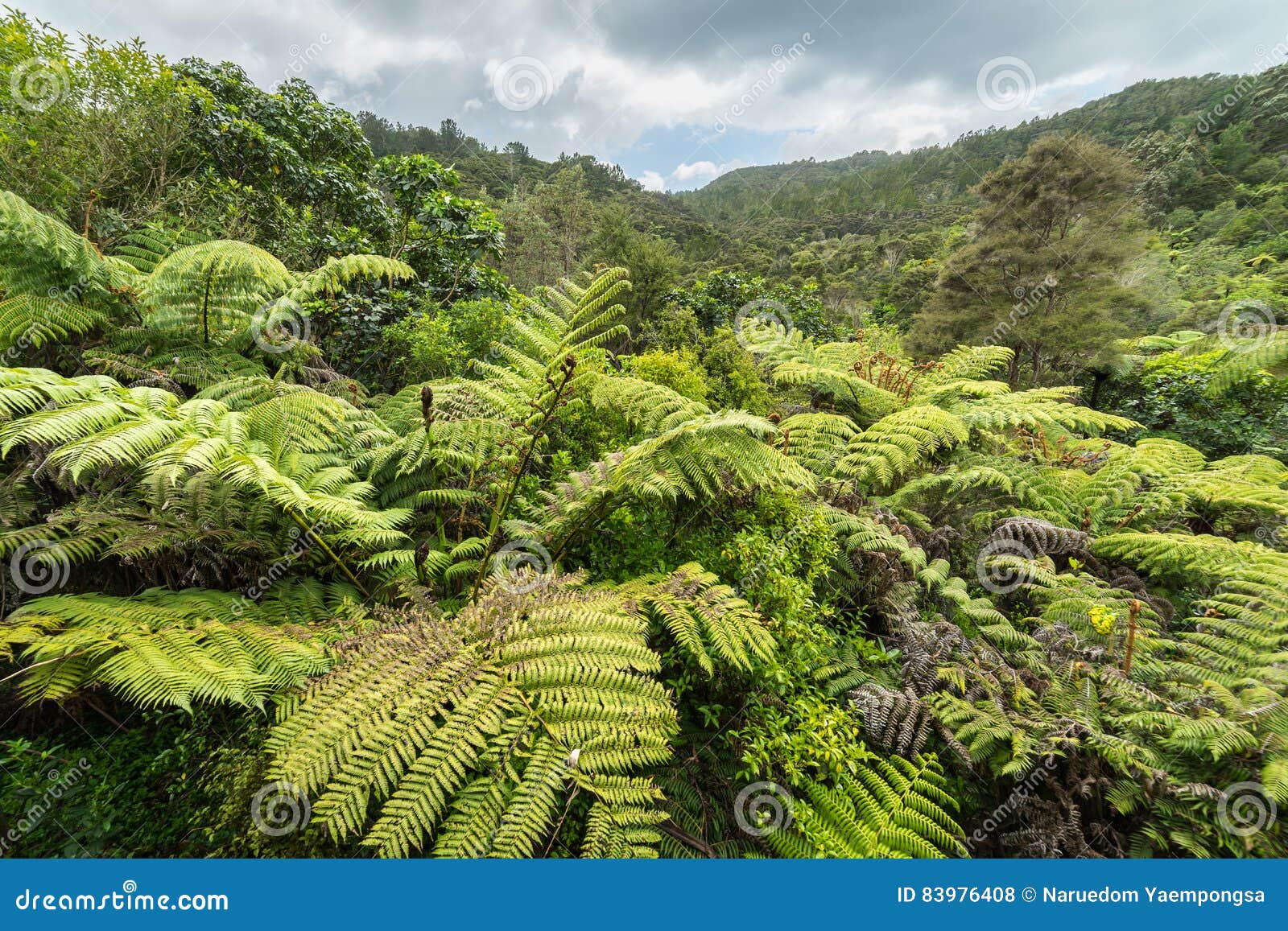 Native bush, New Zealand stock photo. Image of pattern - 83976408