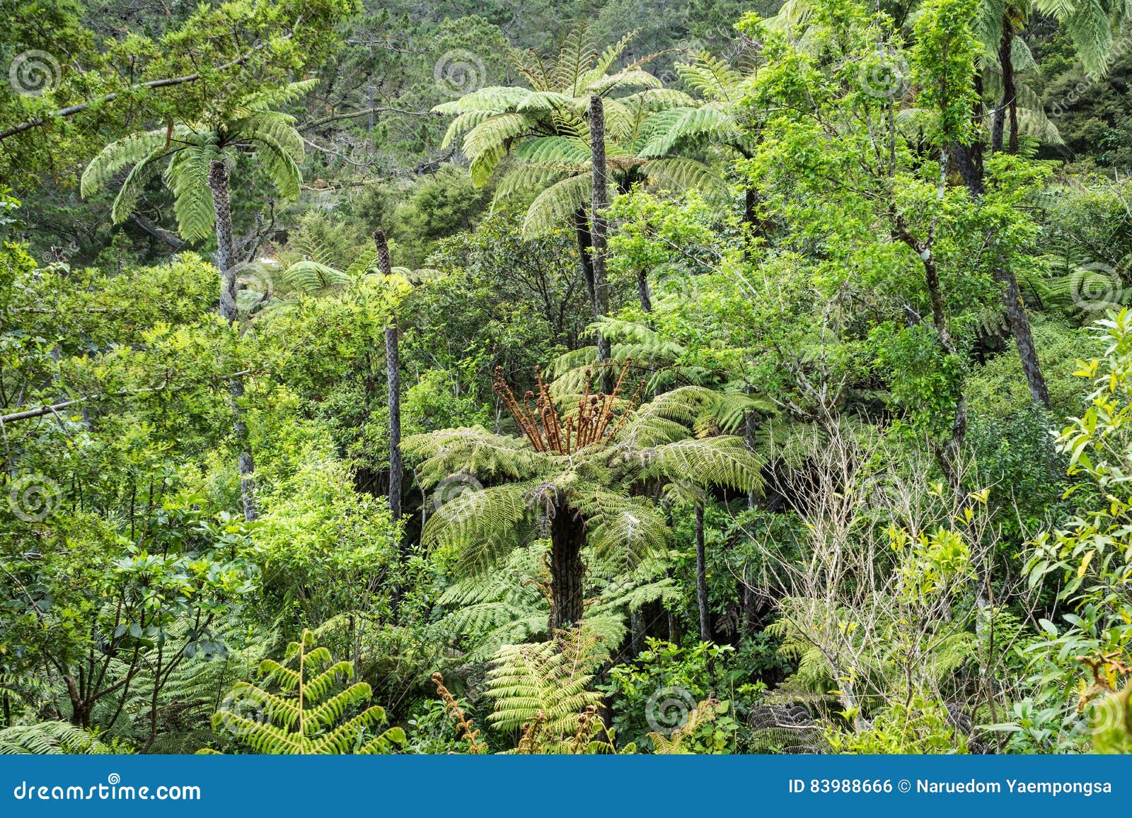 Native bush, New Zealand stock photo. Image of jungle - 83988666