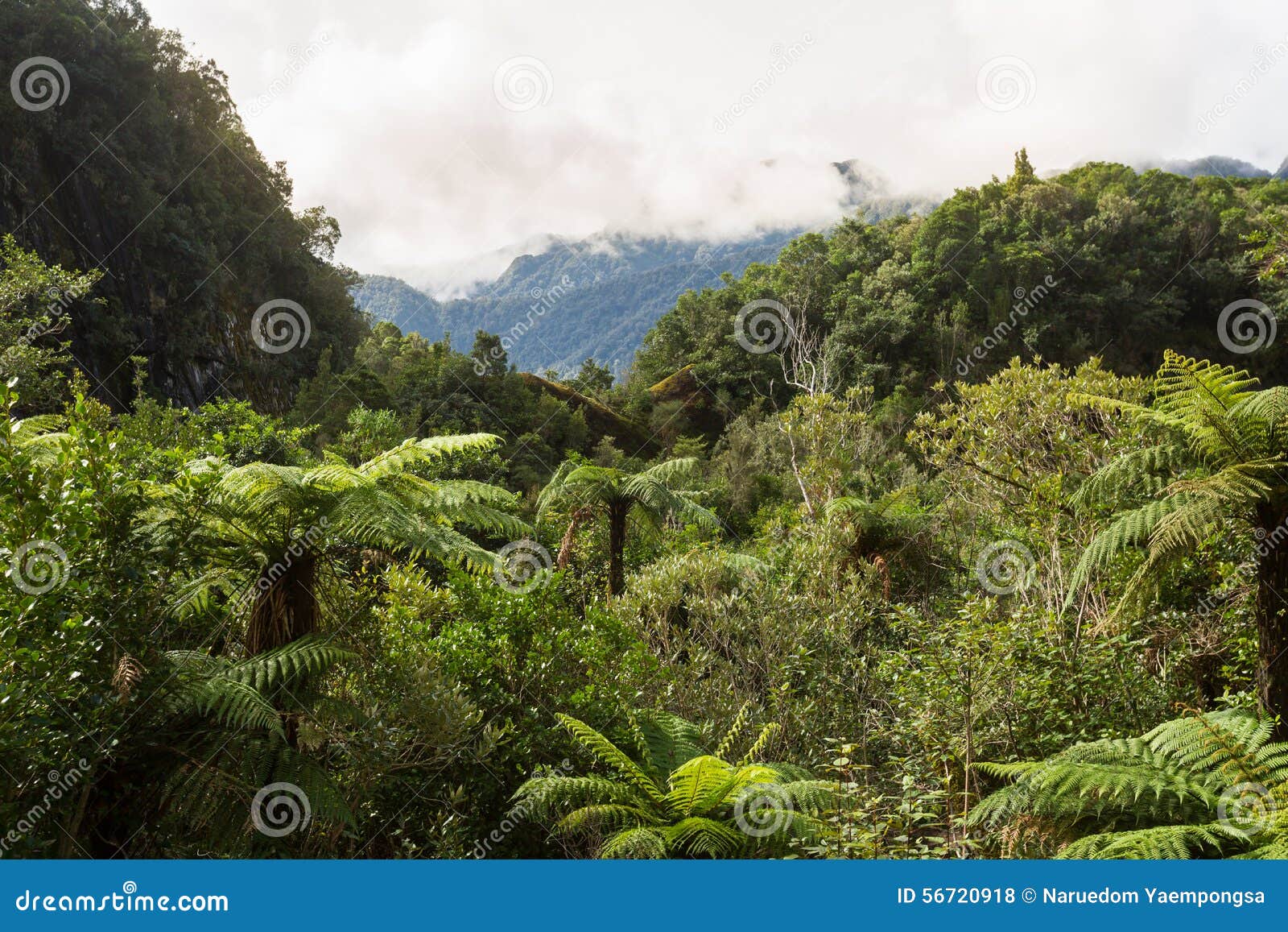 Native bush of New Zealand stock photo. Image of bush - 56720918