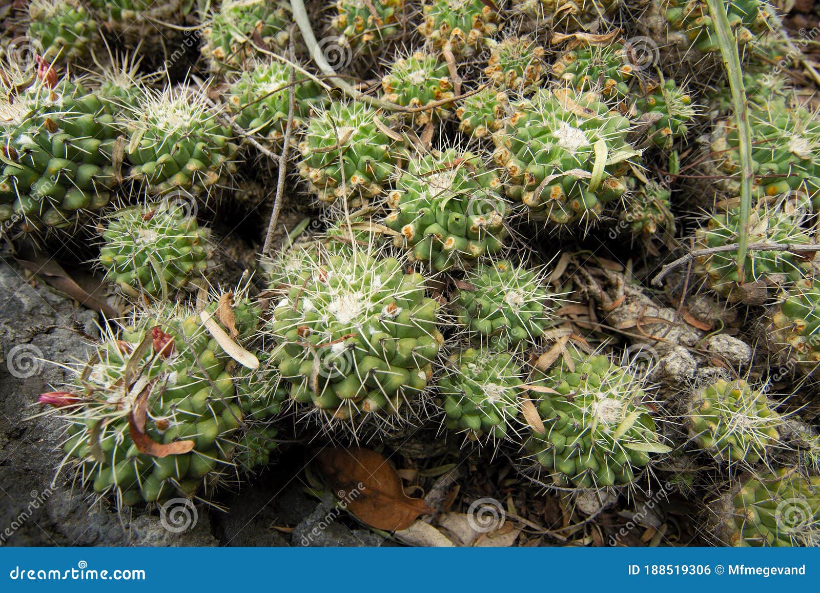 Cacti at the UNAM Botanical Garden in Mexico Stock Photo - Image of ...