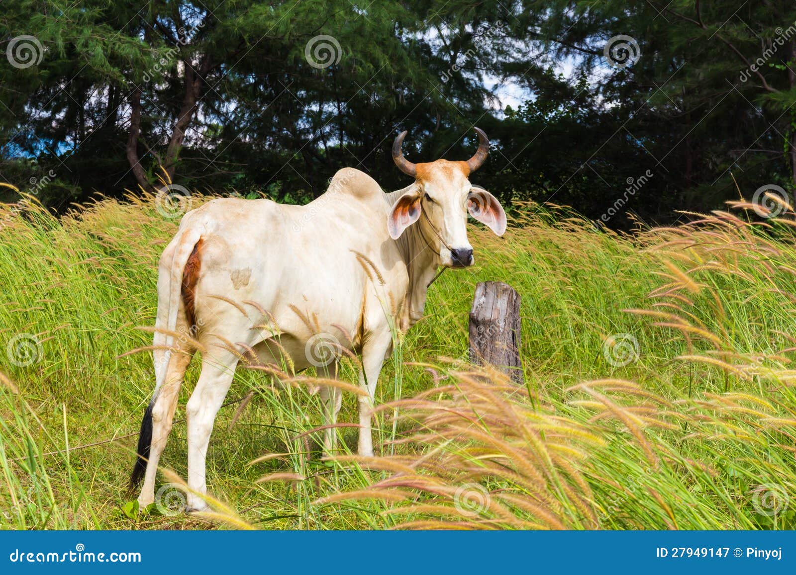 Native Cattle stock image. Image of standing, ranch, nature - 27949147