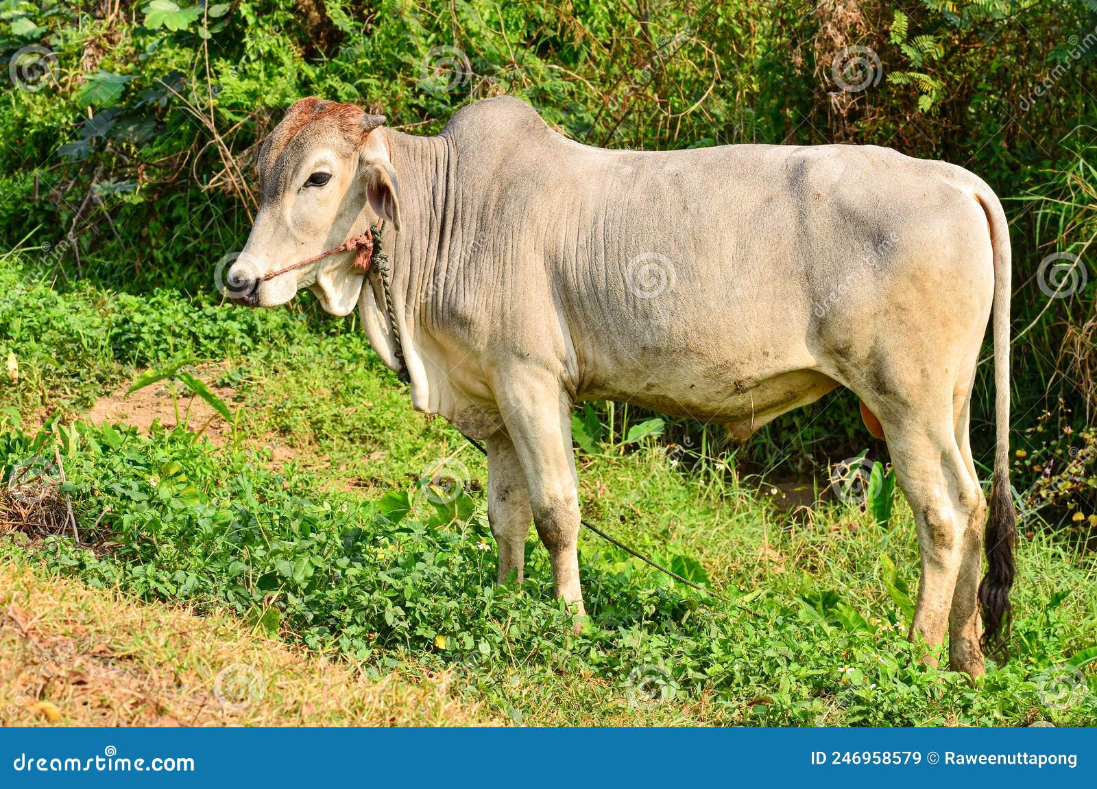 Native cattle in Thailand stock image. Image of food - 246958579