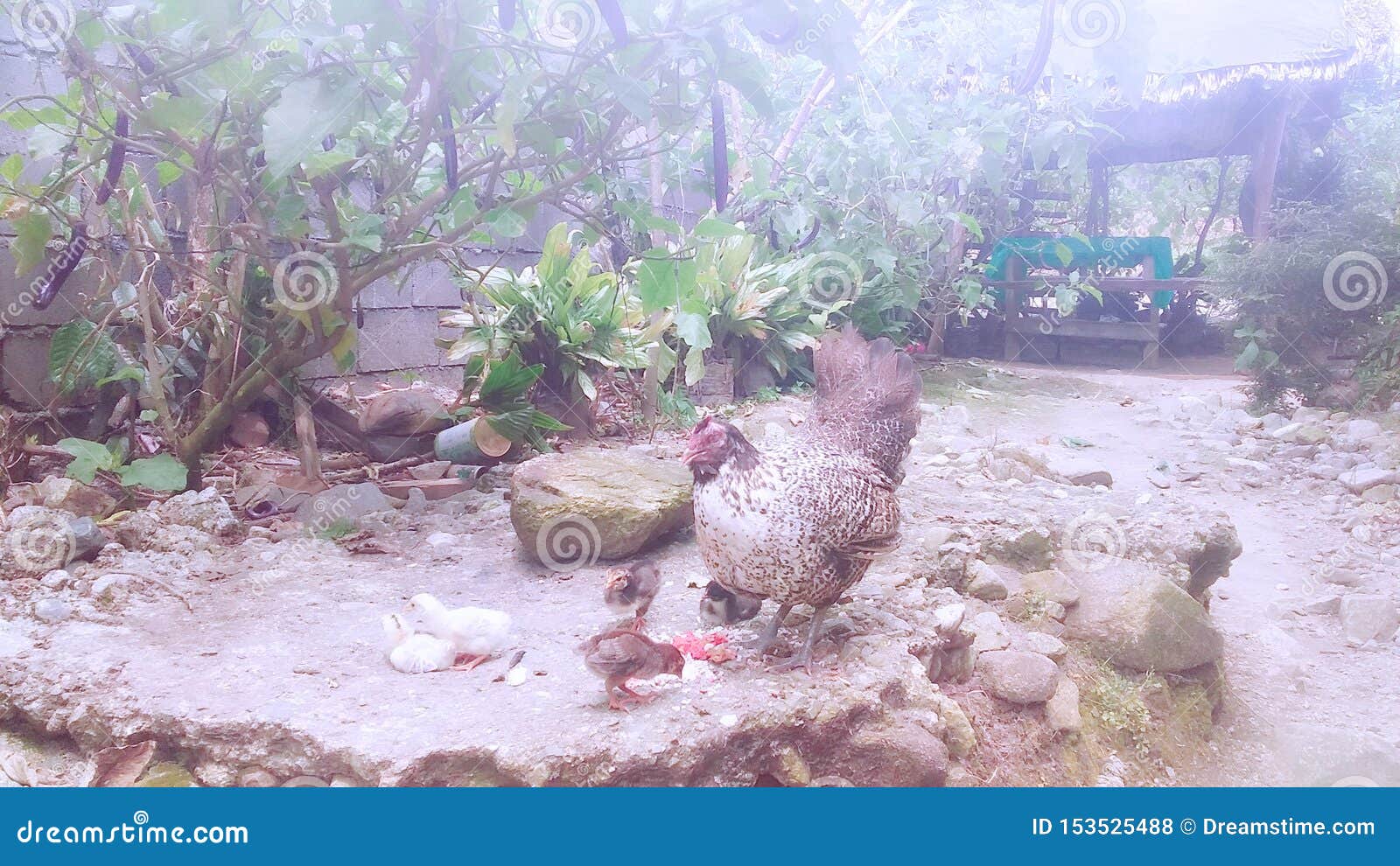 The Native Chicken stock photo. Image of province, native - 153525488