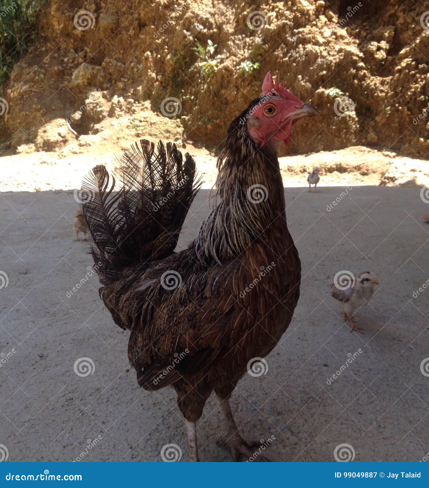 Native chicken stock image. Image of chicken, native - 99049887