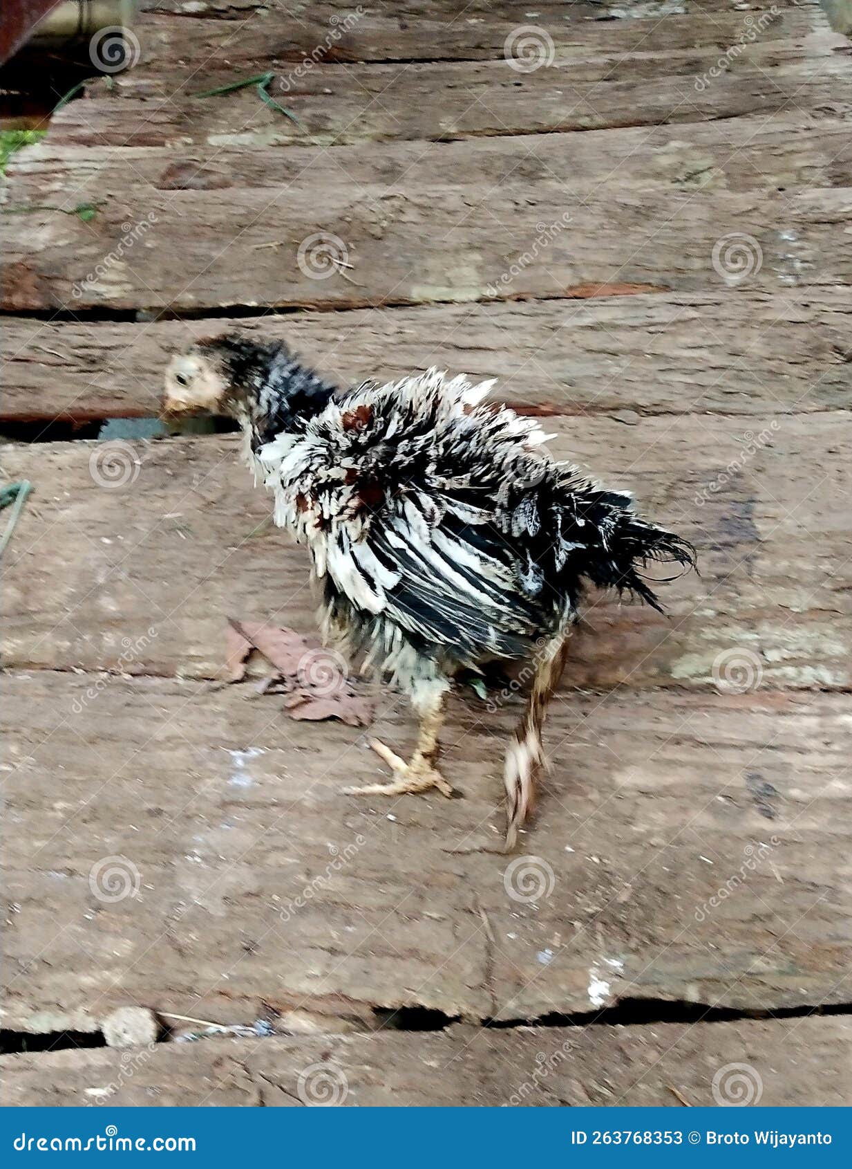 Native Chicken with Feathers Upside Stock Image - Image of feathers ...