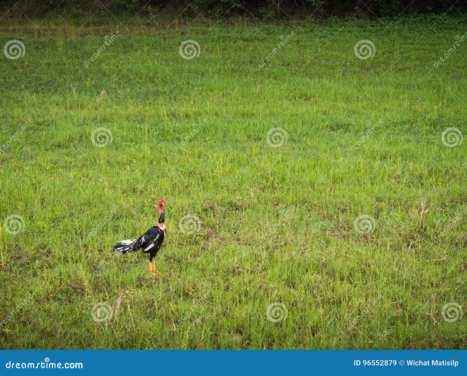 The Native Chicken Stands Alone Stock Image - Image of beauty, organic ...