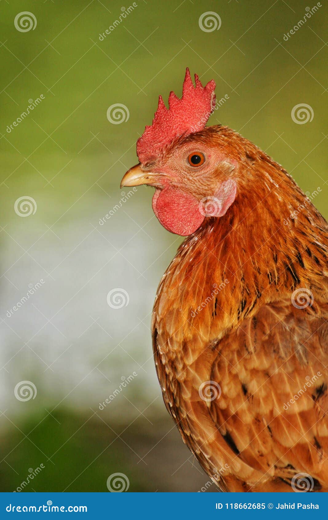 Native chickens stock image. Image of resting, chickens - 118662685