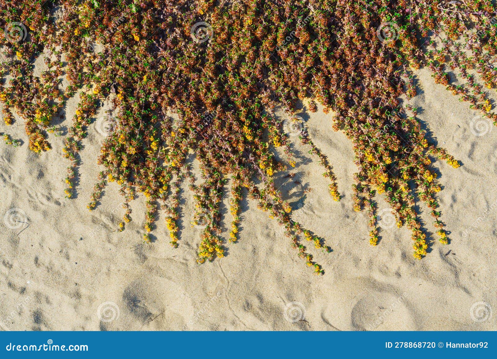 Native Coastal Plants in Bloom, California Stock Photo - Image of coast ...