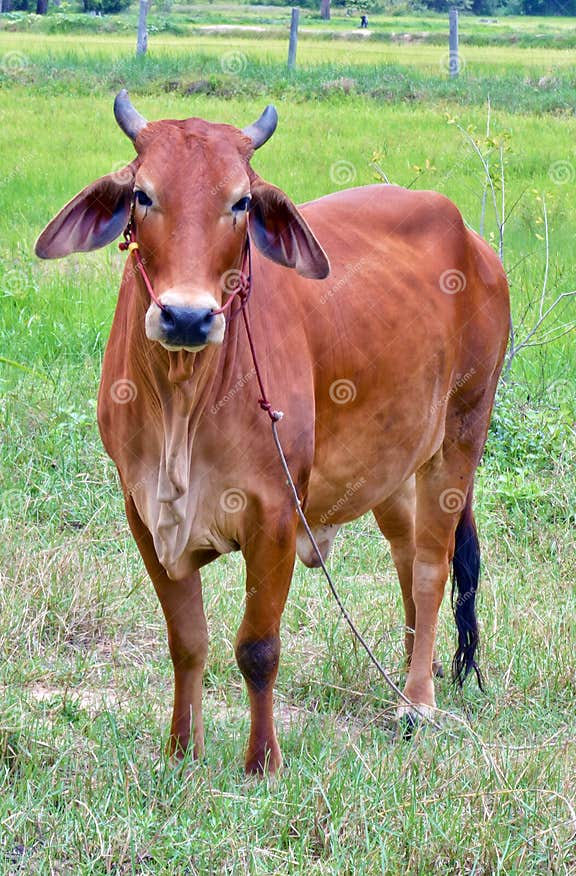 Native cow stock image. Image of aquiculture, country - 26361155