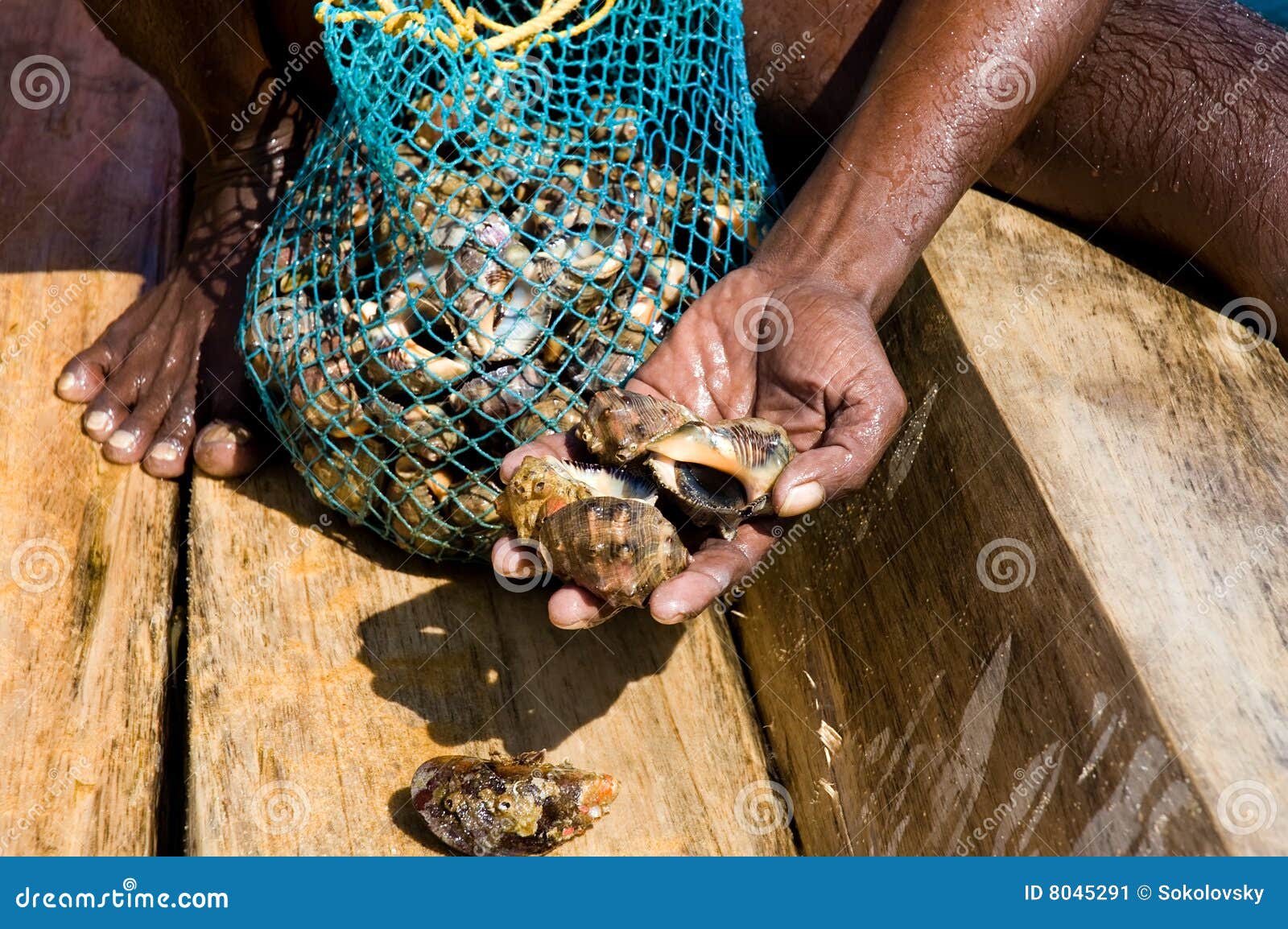 Native Diver Show Seashell Catch Stock Image - Image of mussel, boat ...