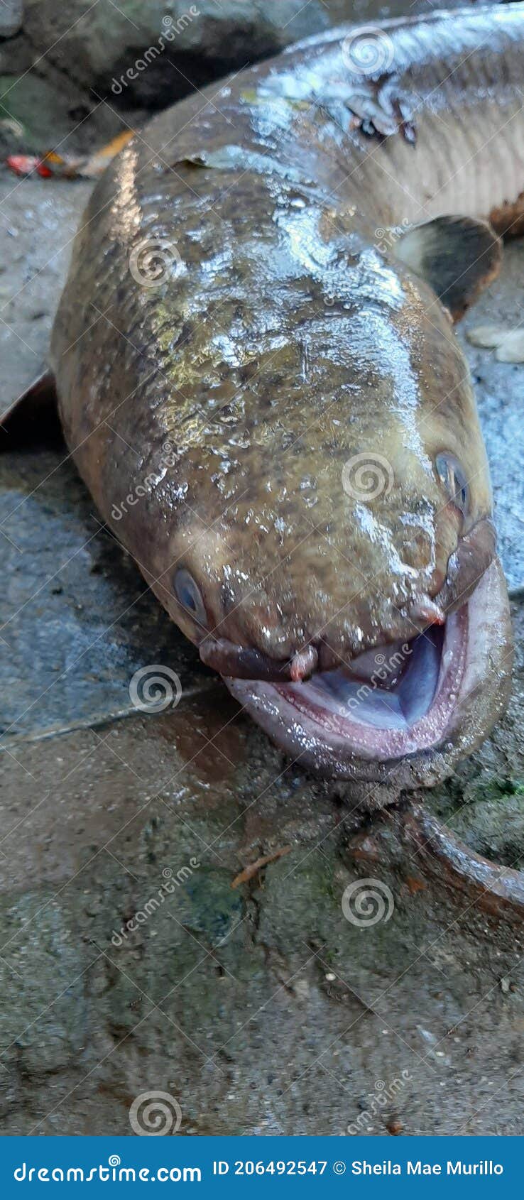 Native Eel living in river stock image. Image of living - 206492547