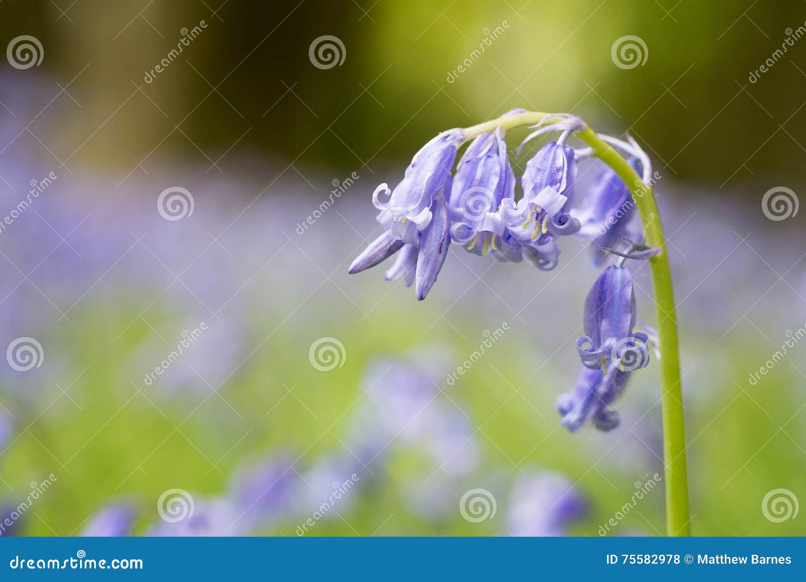 The Native English Bluebell Stock Photo - Image of hyacinthoides, wood ...