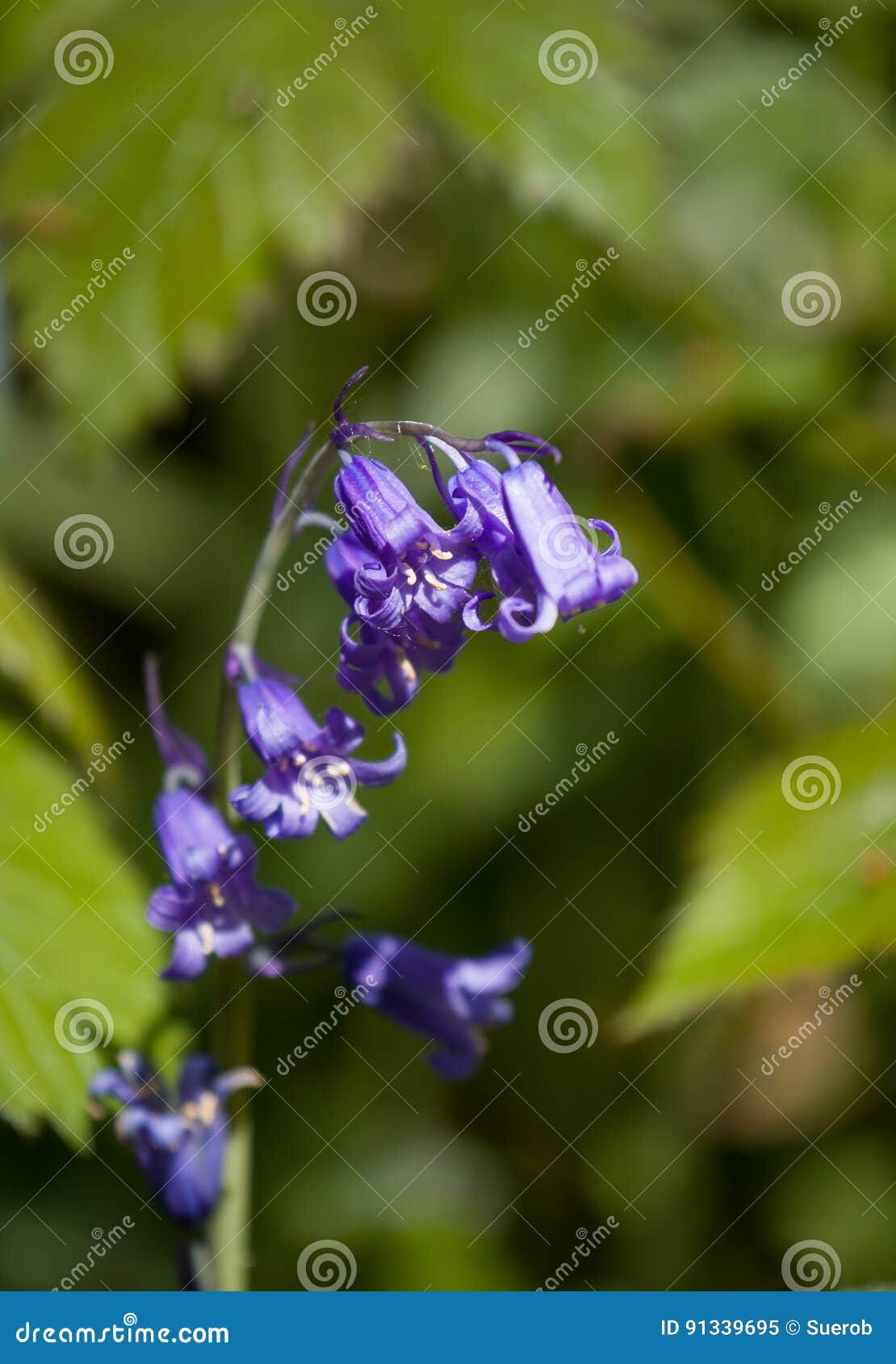 Native English Bluebell stock image. Image of endangered - 91339695