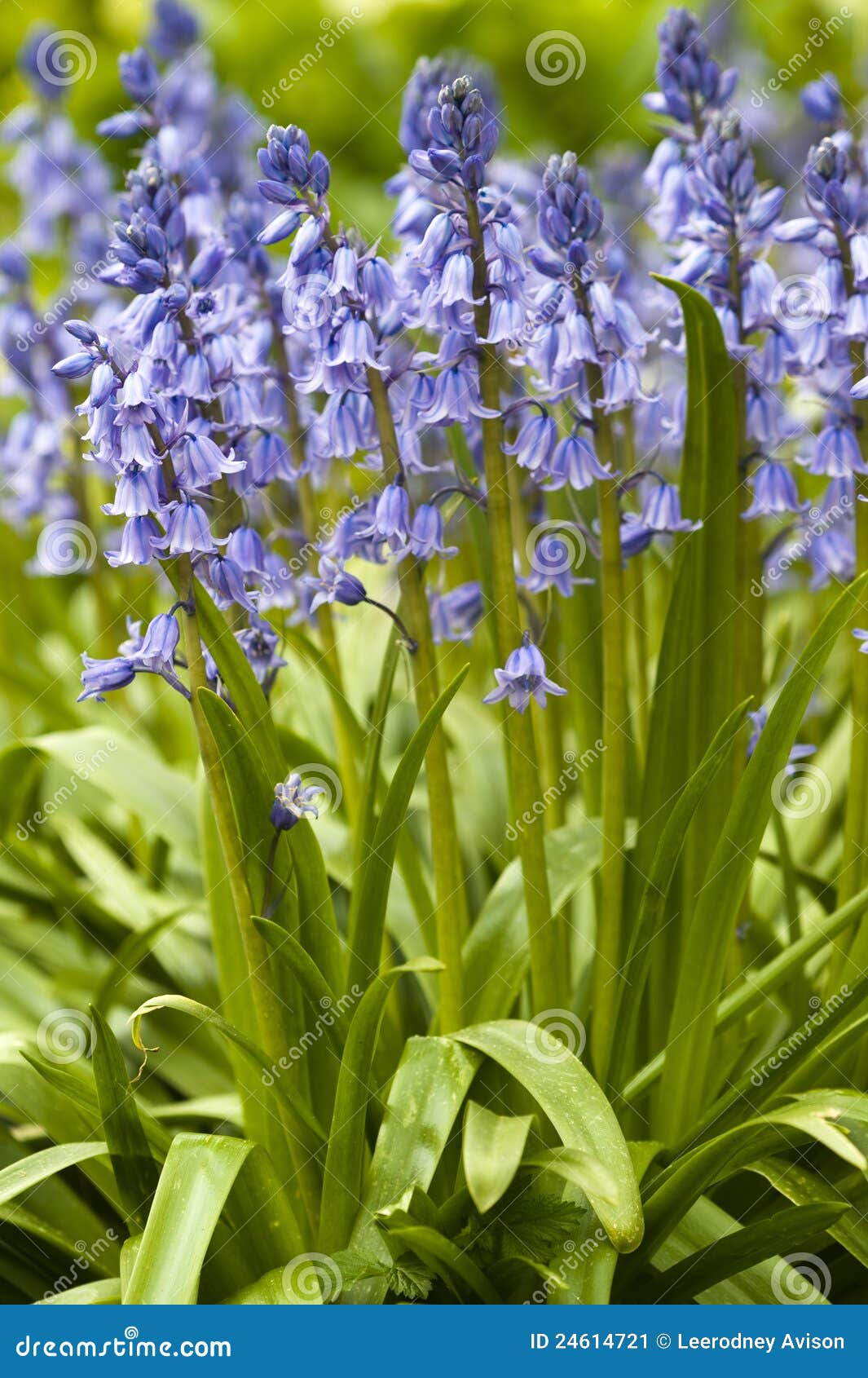 Native english bluebells stock image. Image of closeup - 24614721