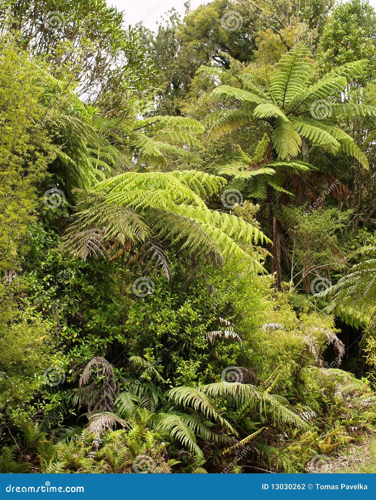 Native forest stock photo. Image of plant, track, green - 13030262