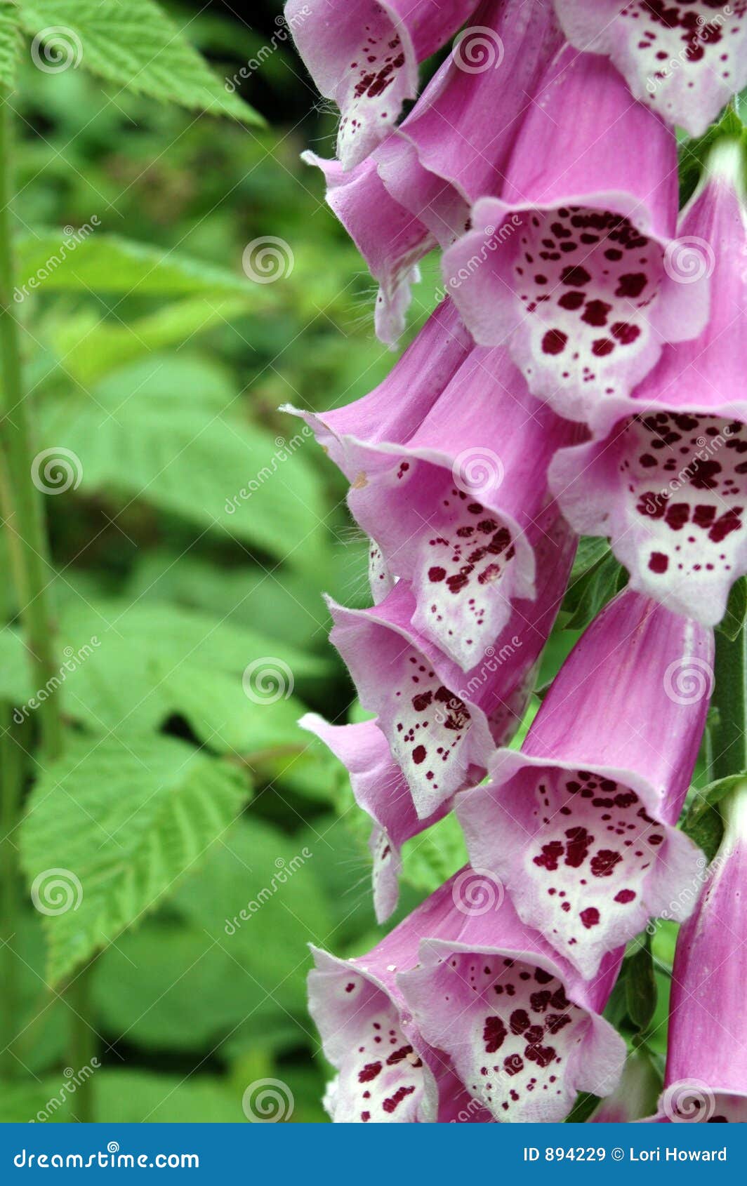 Native Foxglove stock image. Image of bright, fresh, pretty - 894229