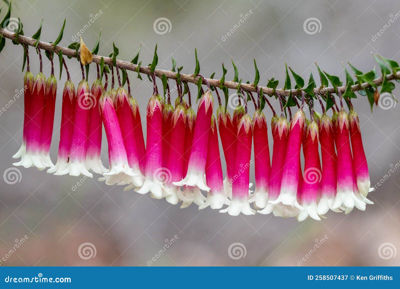 Native Fuchsia stock image. Image of fuchsia, blooming - 258507437
