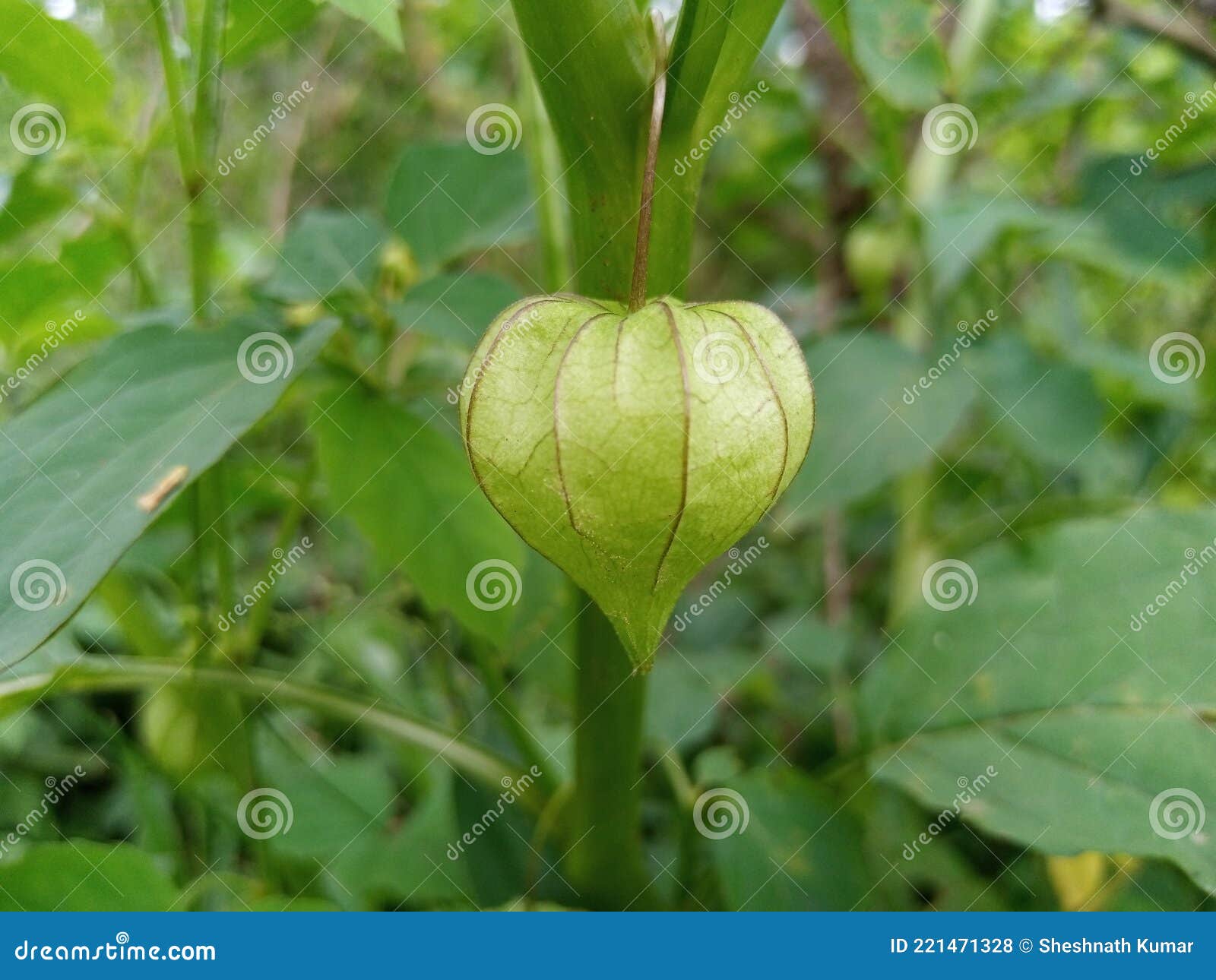 Native gooseberry stock photo. Image of tree, blossom - 221471328
