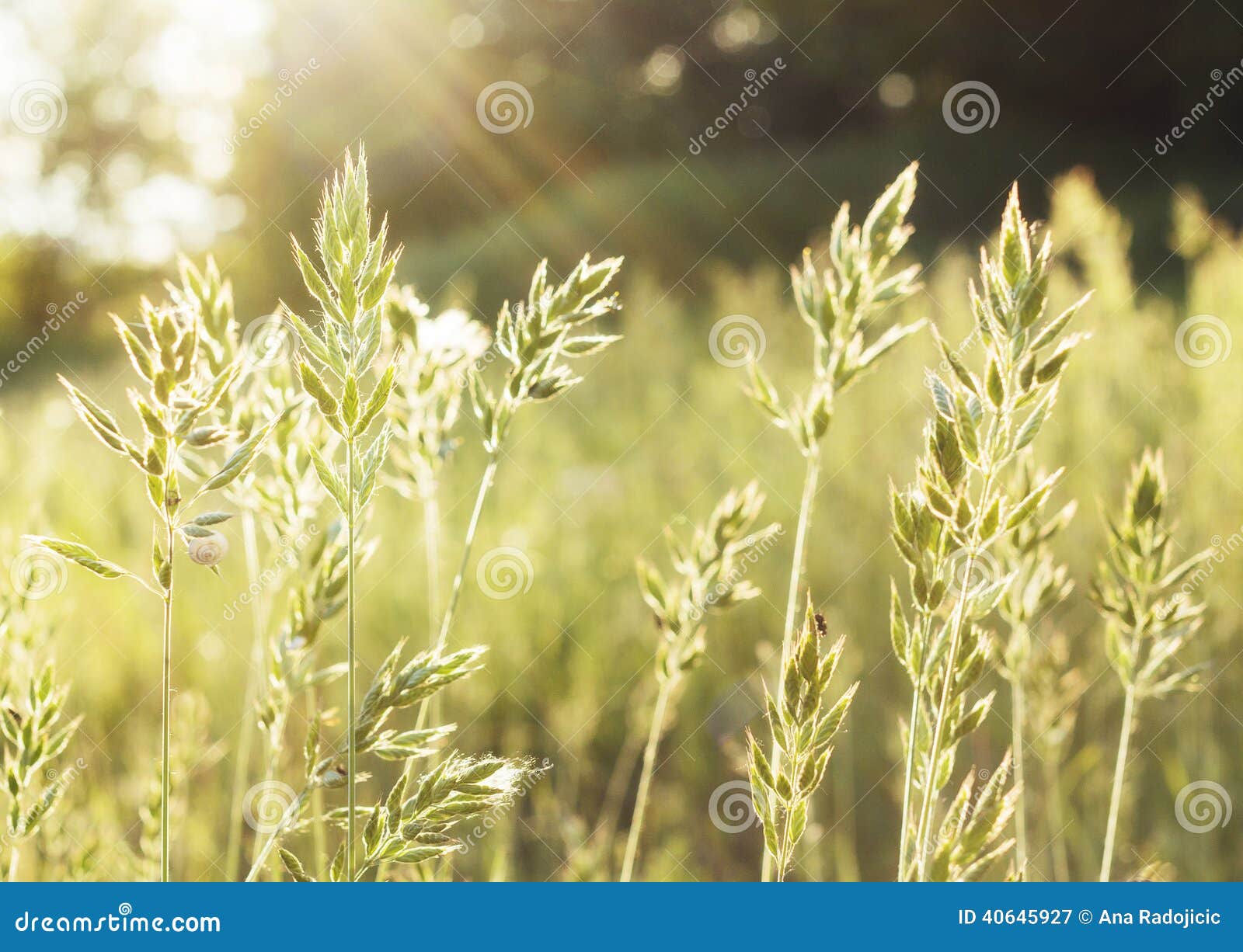 Native Grass Prairies and Sunset Stock Image - Image of prairies, flat ...