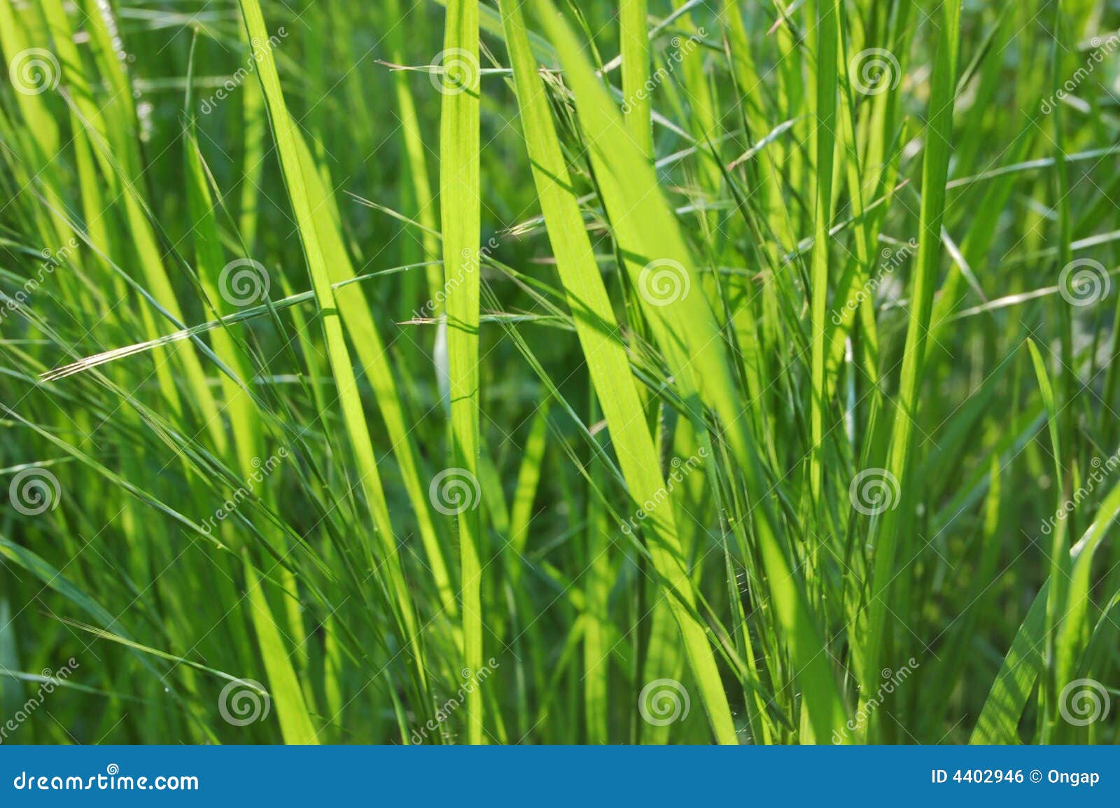 Native-grasses stock photo. Image of weed, nature, herb - 4402946