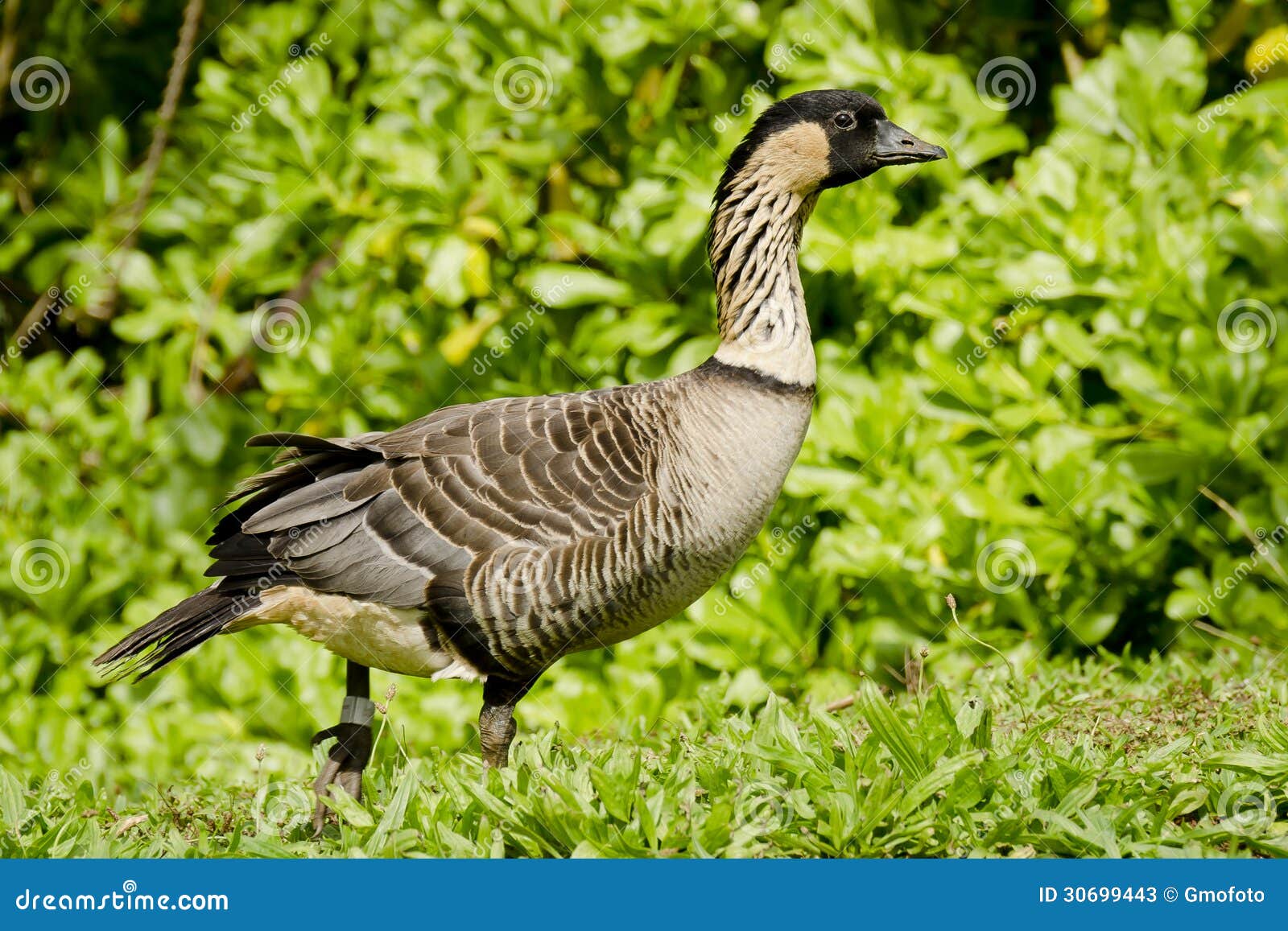 Native Hawaiian Goose stock image. Image of kauai, tourism - 30699443