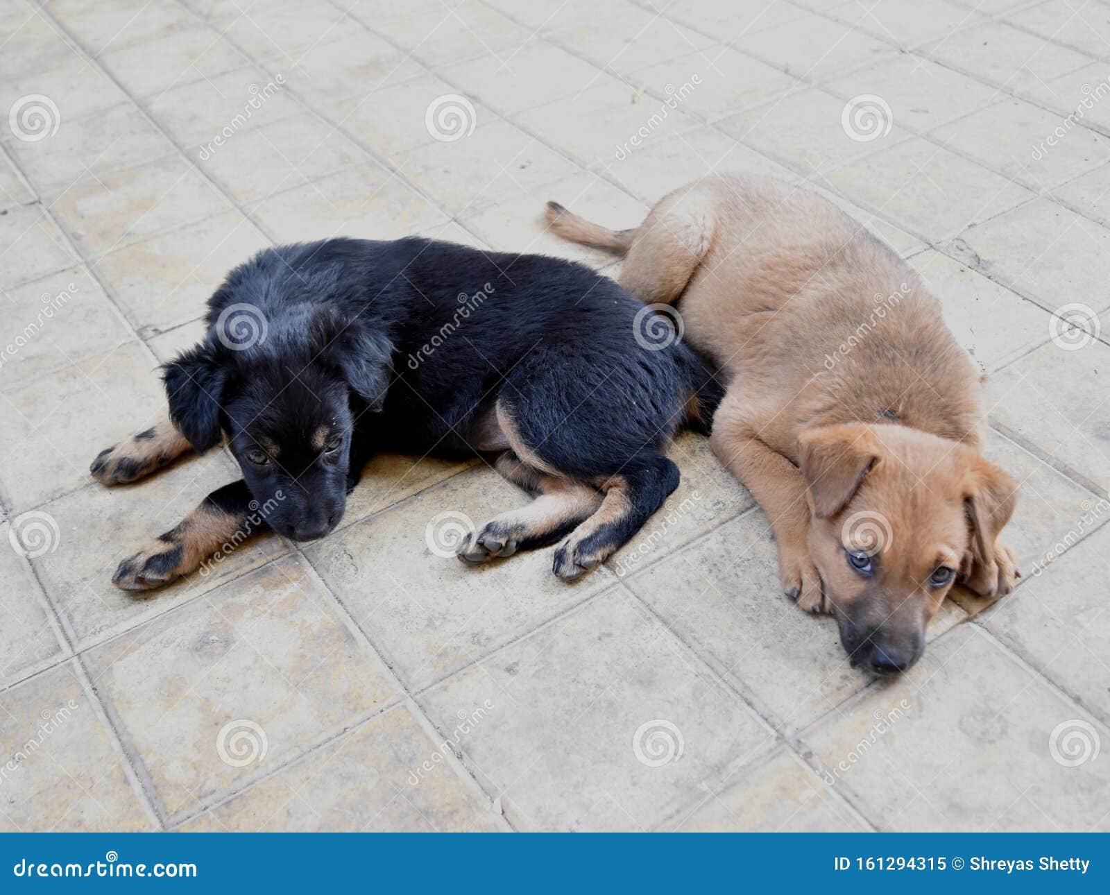 Native Indian Breed Puppies Royalty-Free Stock Photography ...