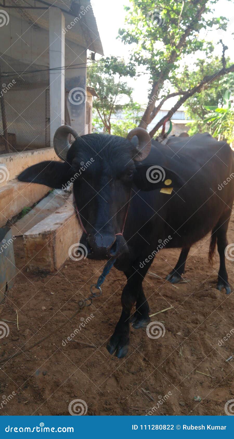 Native indian buffalo stock photo. Image of natural - 111280822