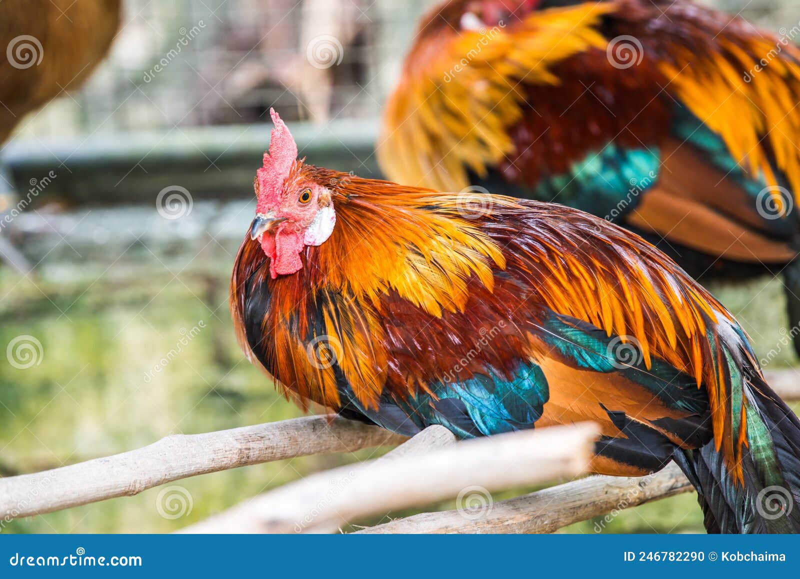 Native Junglefowl in Thai stock photo. Image of chicken - 246782290