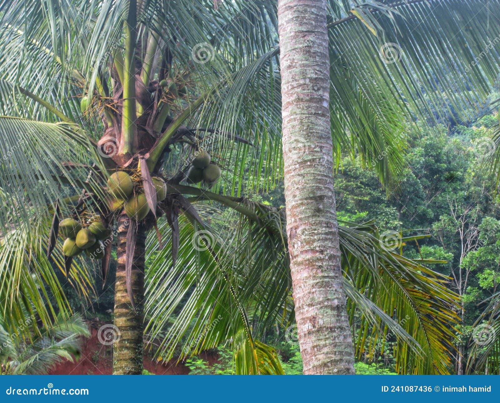 Native Land of Rise Up Coconut Tree Stock Photo - Image of coconut ...