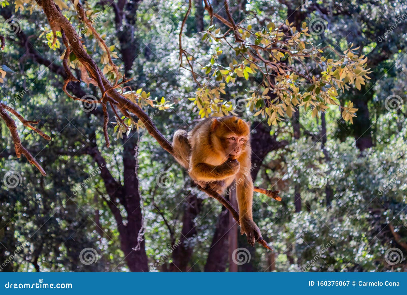 Native Monkey in the Cedar Forest, Azrou, Morocco. Stock Image - Image ...