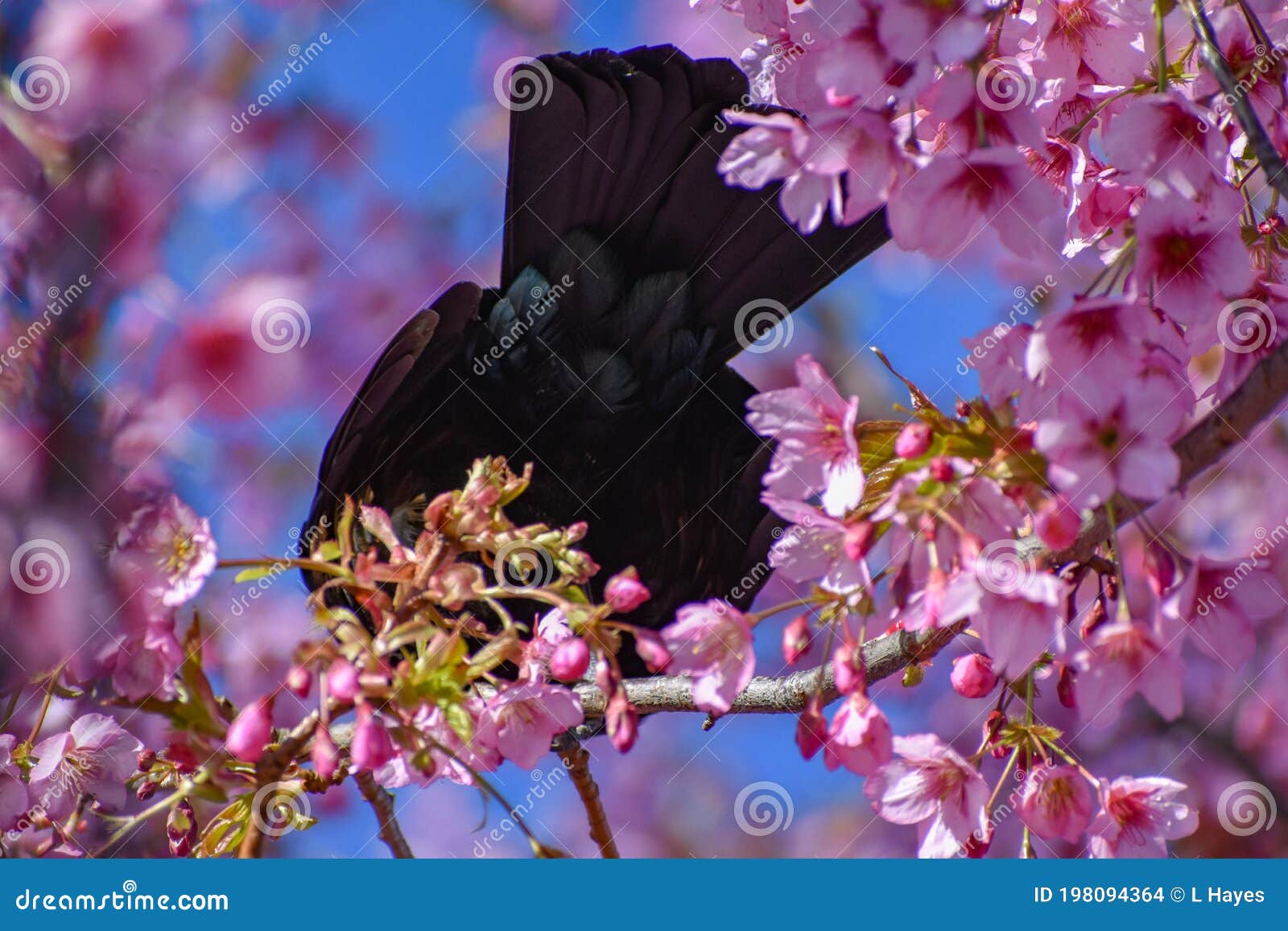 Tui Nectar Feeding In Kowhai Tree Stock Image | CartoonDealer.com ...
