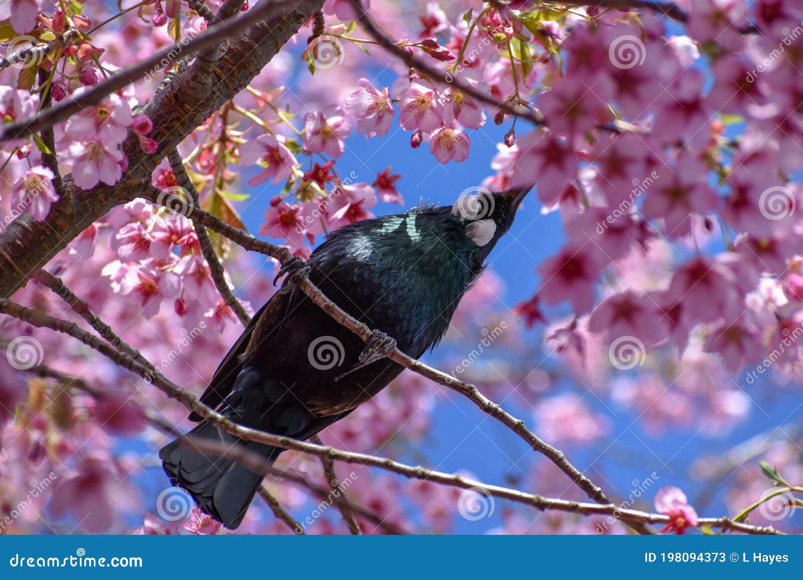 Native Nectar Feeding Bird in a Blossoming Tree Stock Image - Image of ...