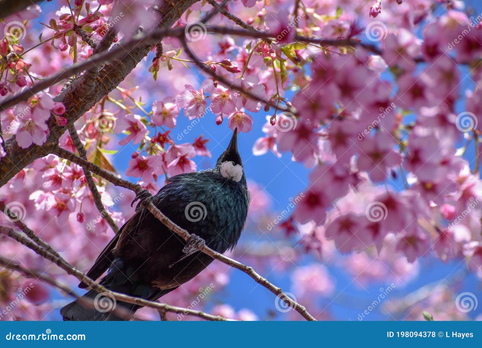 Tui Nectar Feeding In Kowhai Tree Stock Image | CartoonDealer.com ...