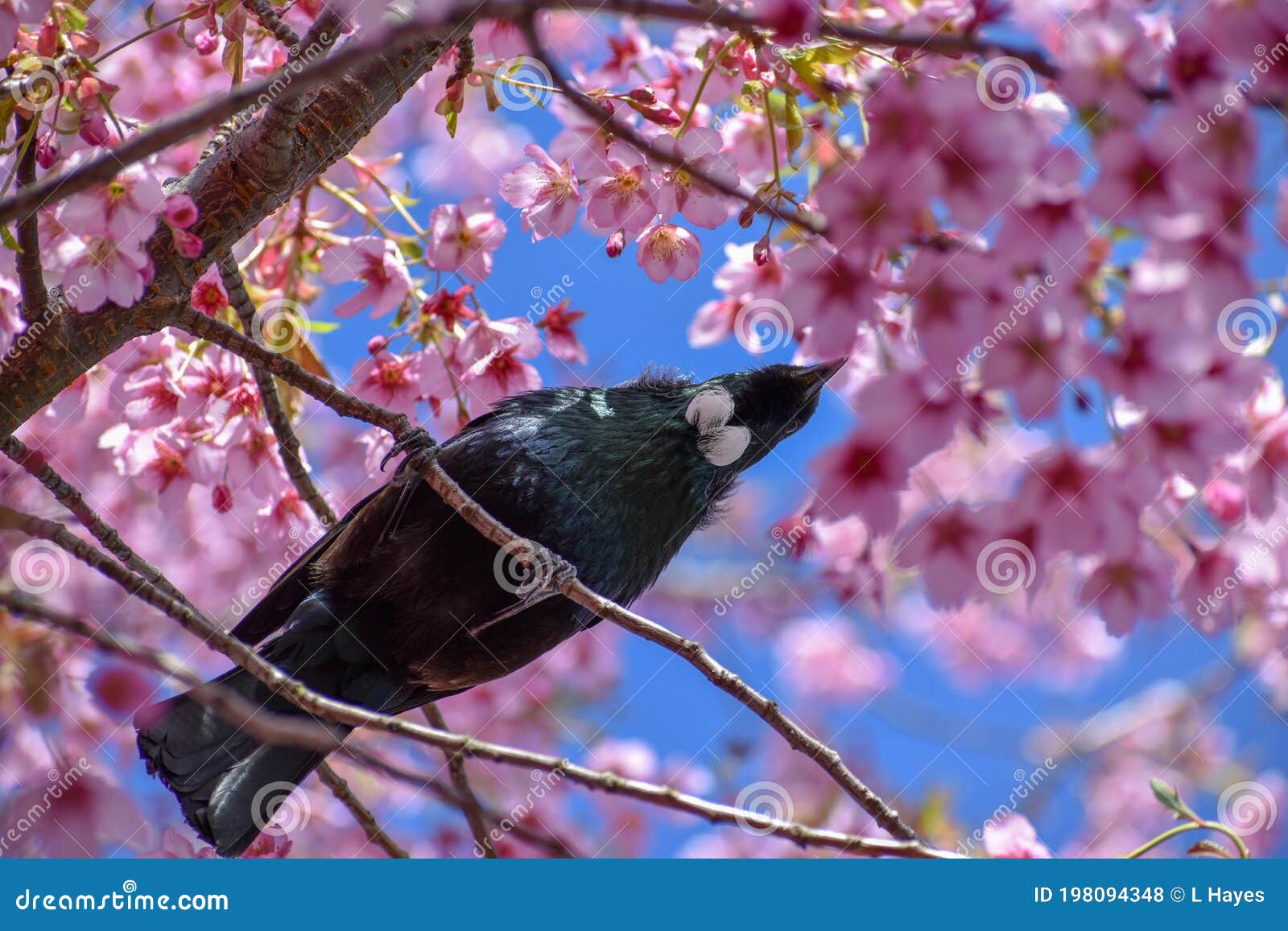 Tui Nectar Feeding In Kowhai Tree Stock Image | CartoonDealer.com ...