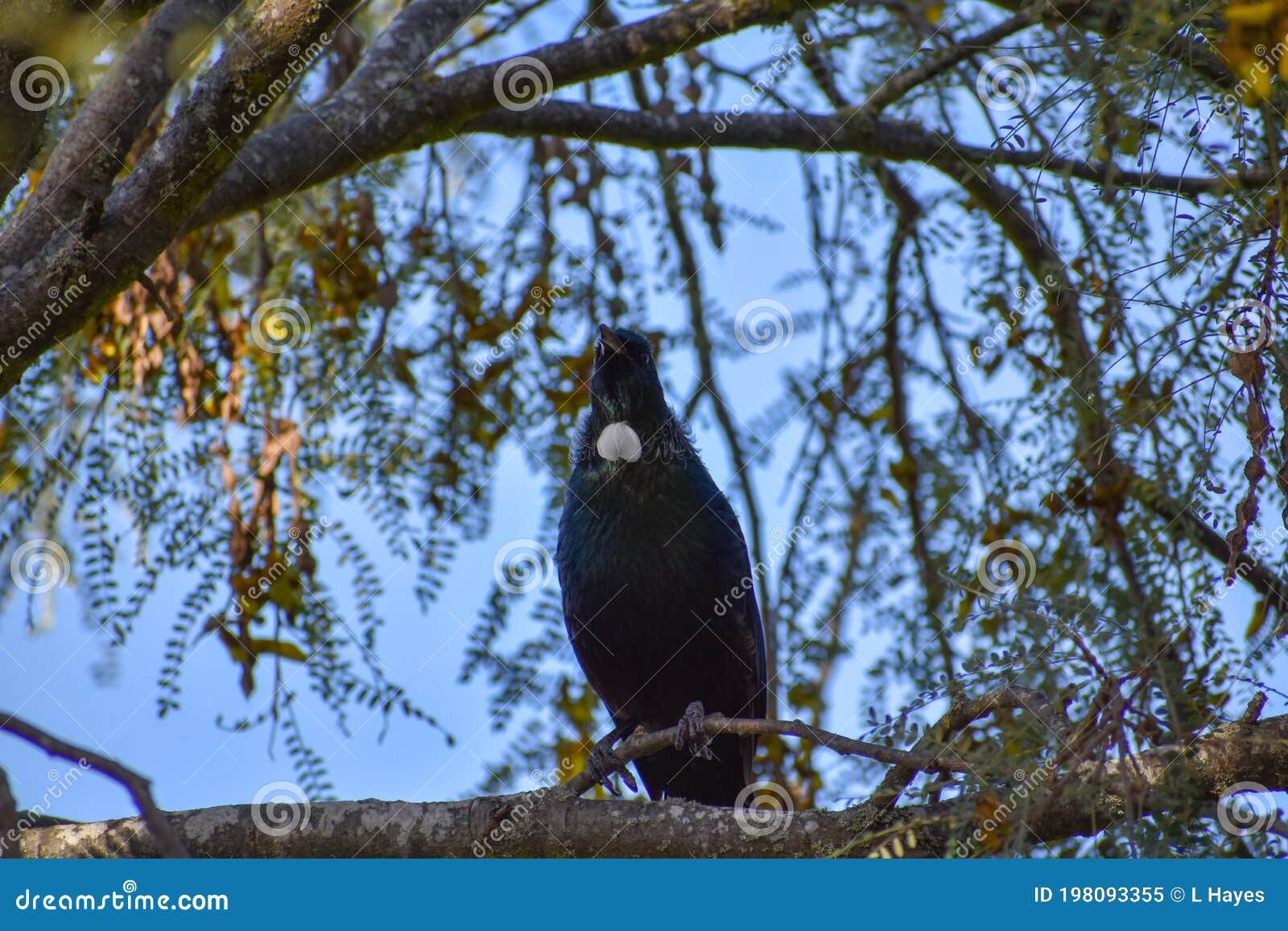 Native Nectar Feeding Bird in a Tree Stock Image - Image of nectar ...
