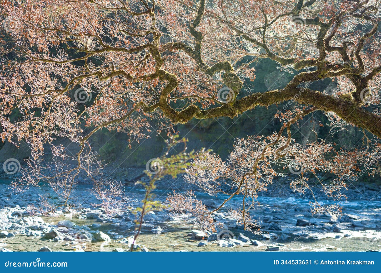 Native New Zealand Tree Canopy Mossy Nature Stock Image - Image of ...