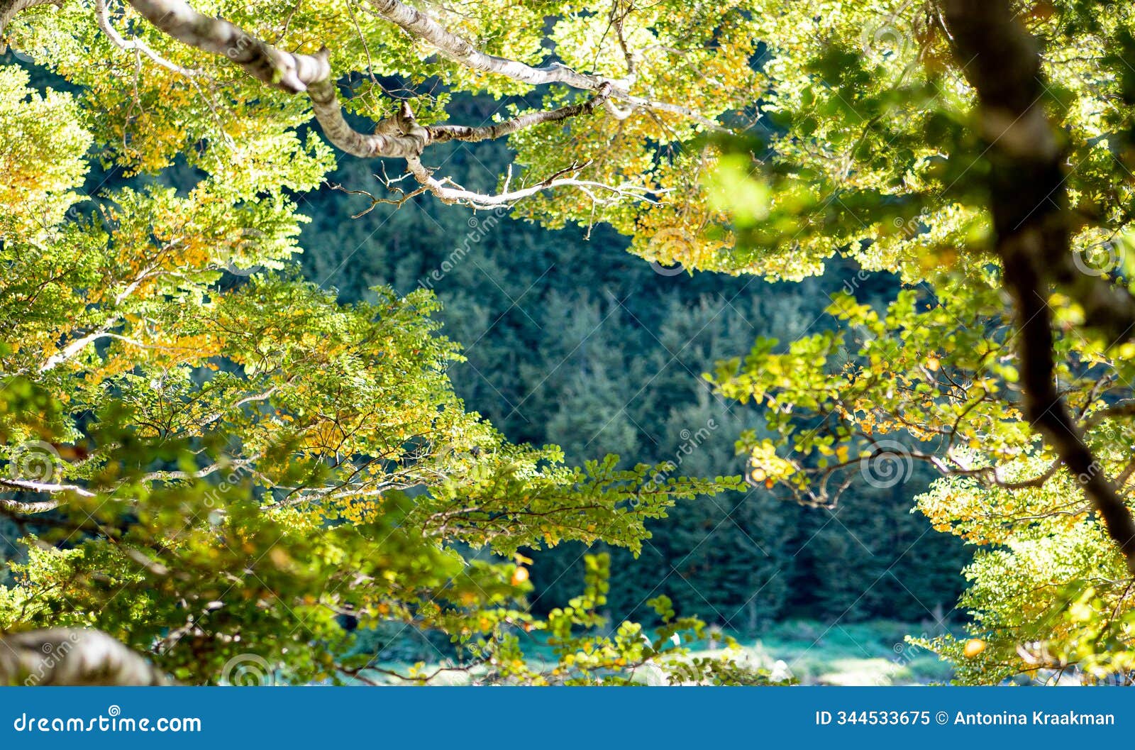 Native New Zealand Tree Canopy Mossy Nature Stock Image - Image of ...