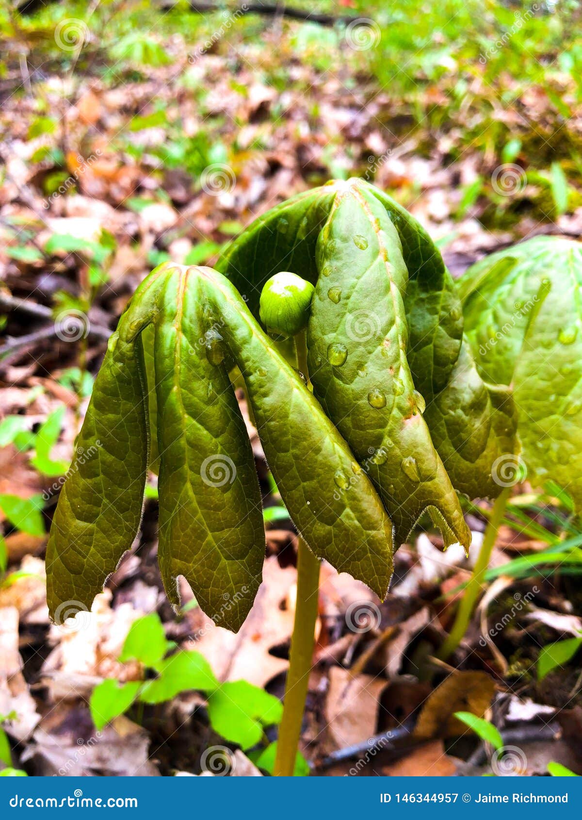 Native Ohio May Apples stock image. Image of plat, apples - 146344957