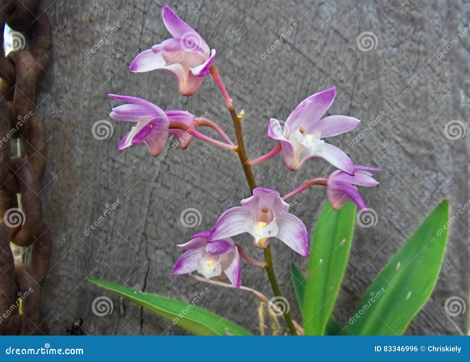 Native Orchid stock photo. Image of grow, occupy, factors - 83346996