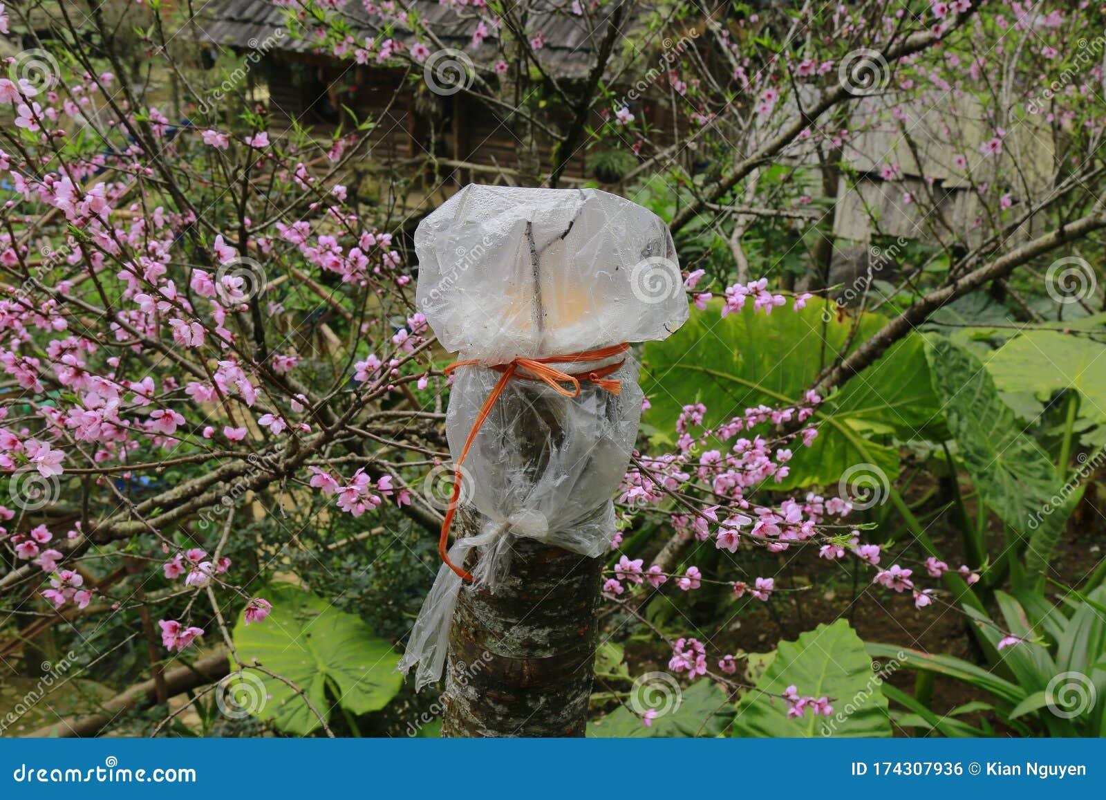 A Forest Peach Blossom Stem is Grafted with Native Peach Branches in ...