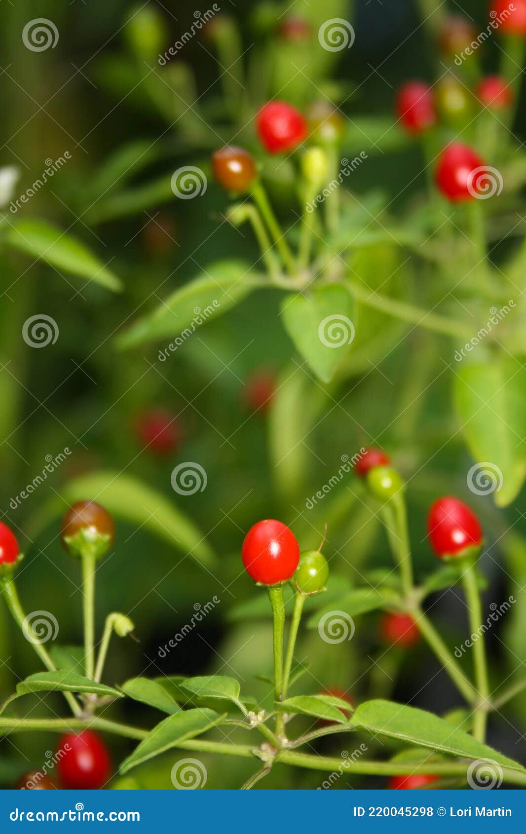 Native Pepper of Texas Chiltepin Pepper Capsicum Annuum Var ...