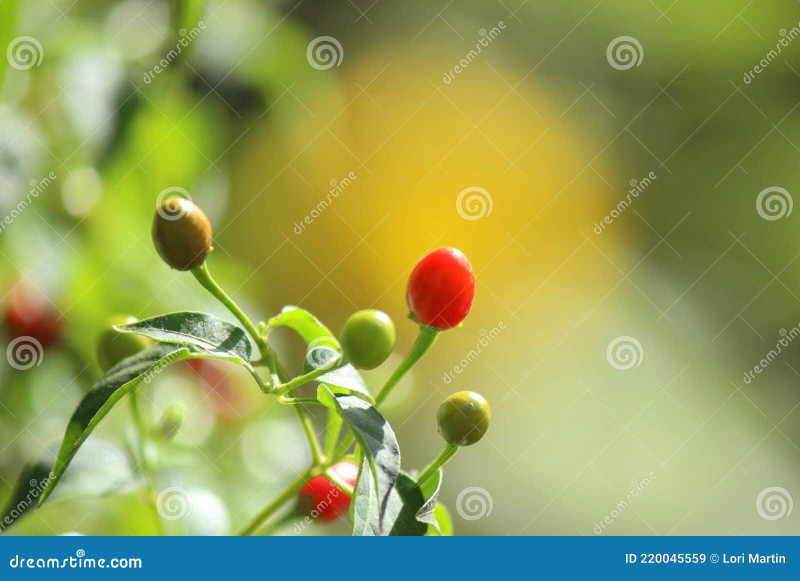 Native Pepper of Texas Chiltepin Pepper Capsicum Annuum Var ...